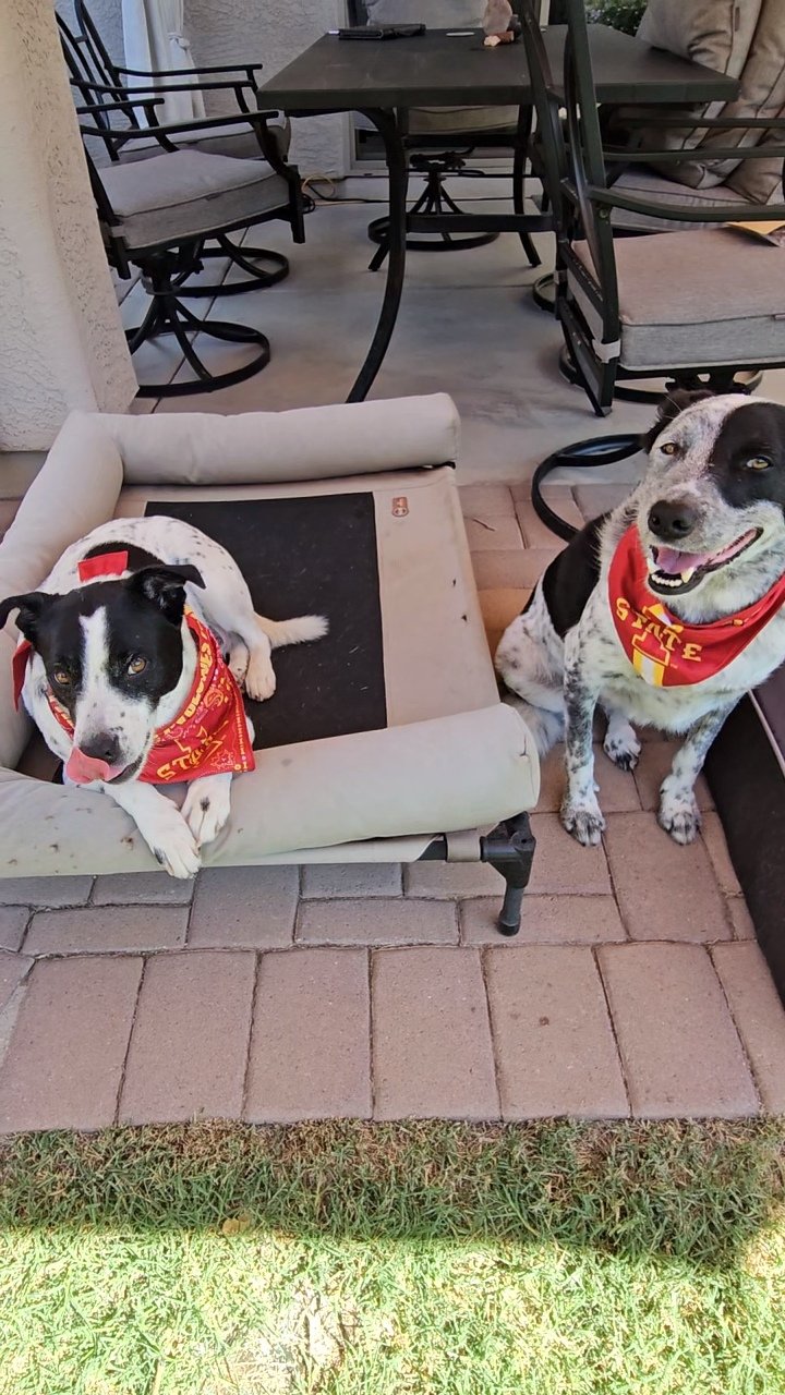 Football Adventures! - Insane Dog Blog